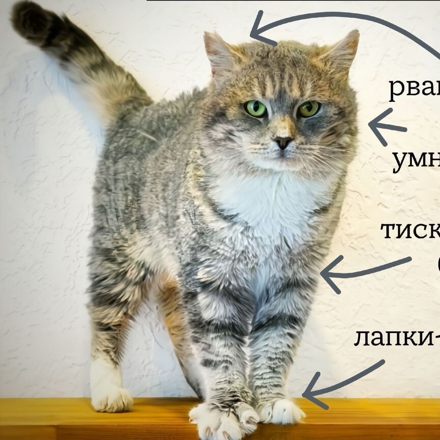 Взрослый кот в добрые руки