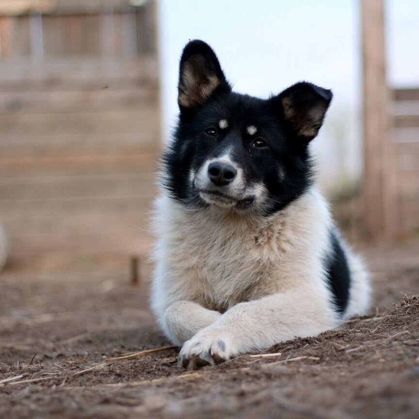 Молодая собачка, звоночек во двор. Кора