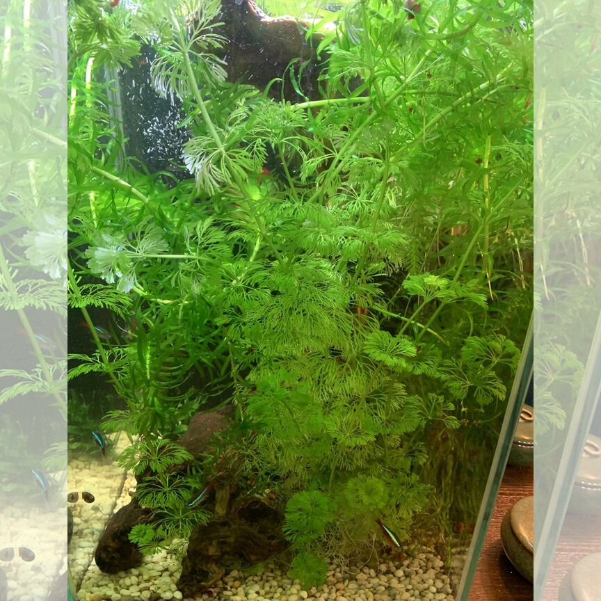 Растения для аквариума