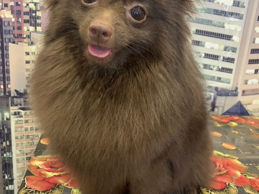 Померанский шпиц