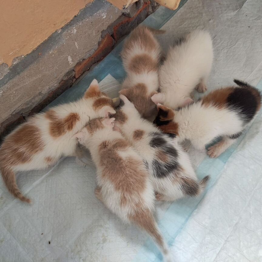 Котята в добрые руки