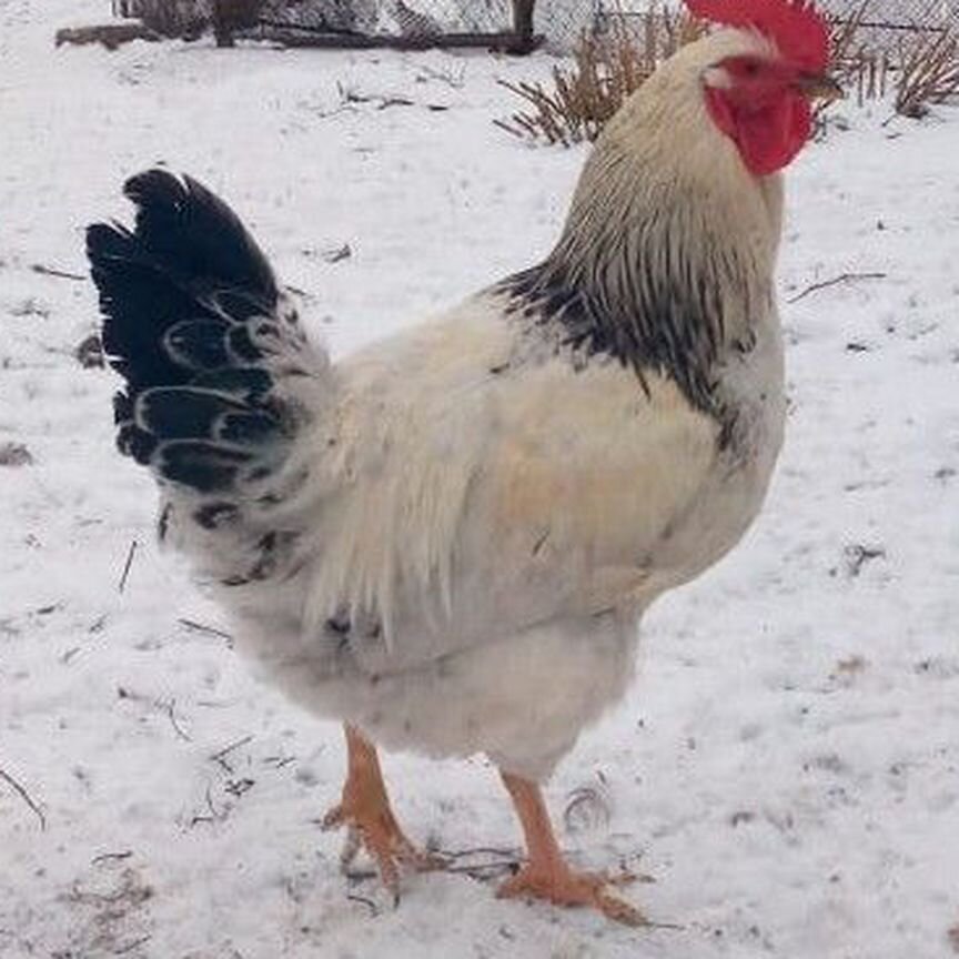 Молодые петушки 5 месяцев