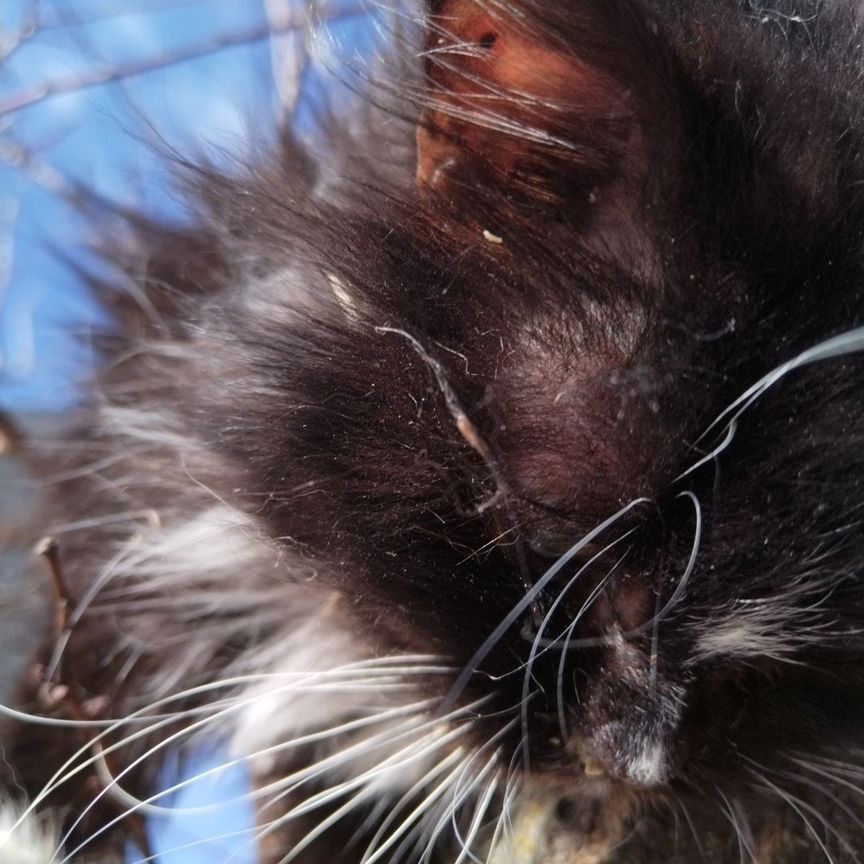 Чудо-которебёнок