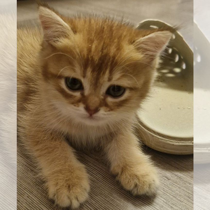 Манчкин котёнок