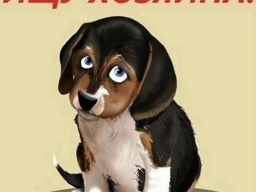 Собака в добрые руки