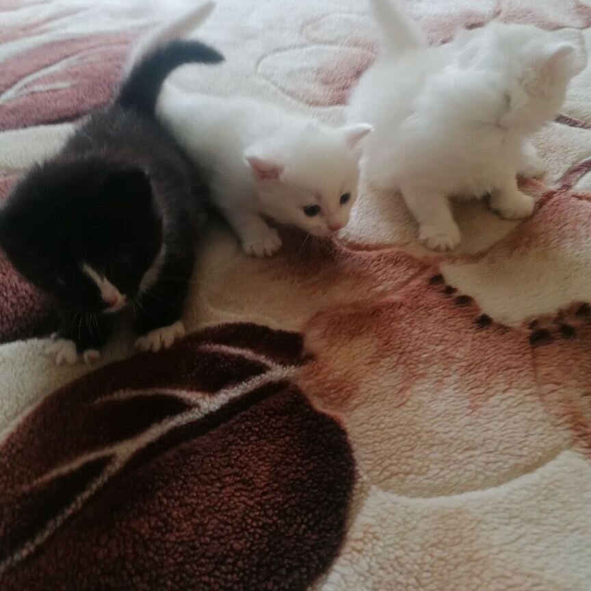 Отдам котят, чёрный мальчик, белые девочки
