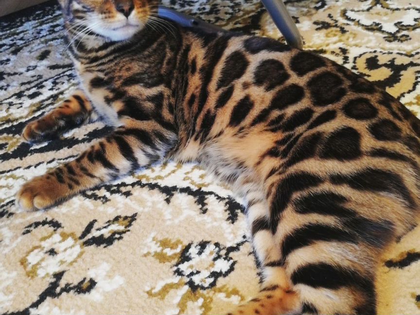 Бенгальская кошка в добрые руки
