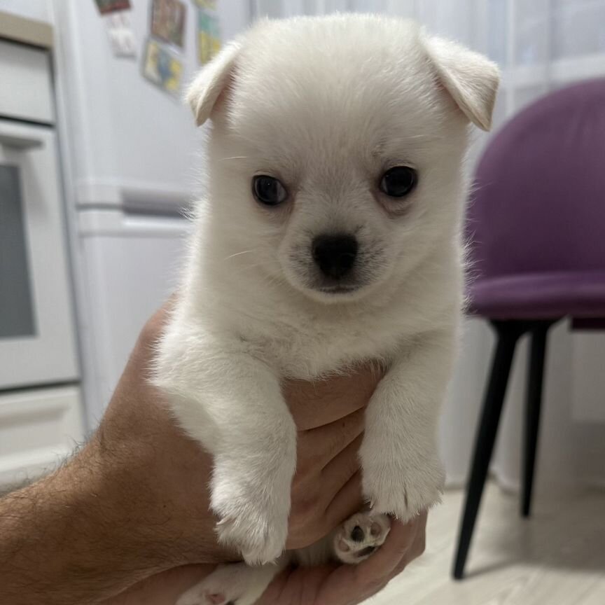 Чихуахуа, щенок