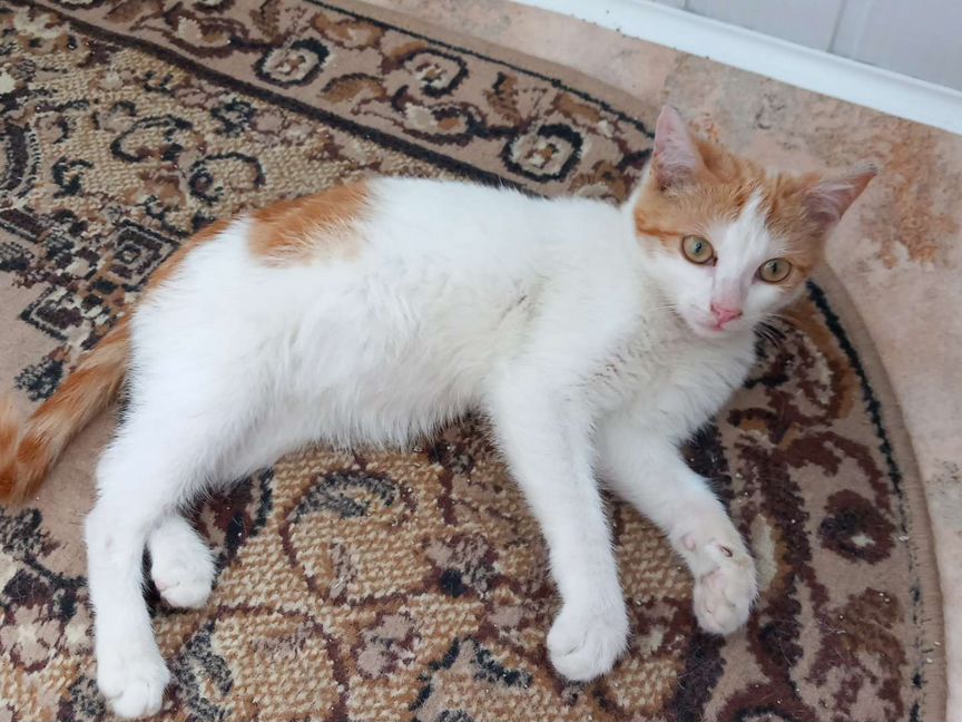 Котик Тимофей