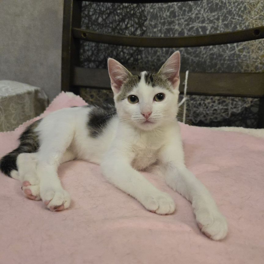 Котенок