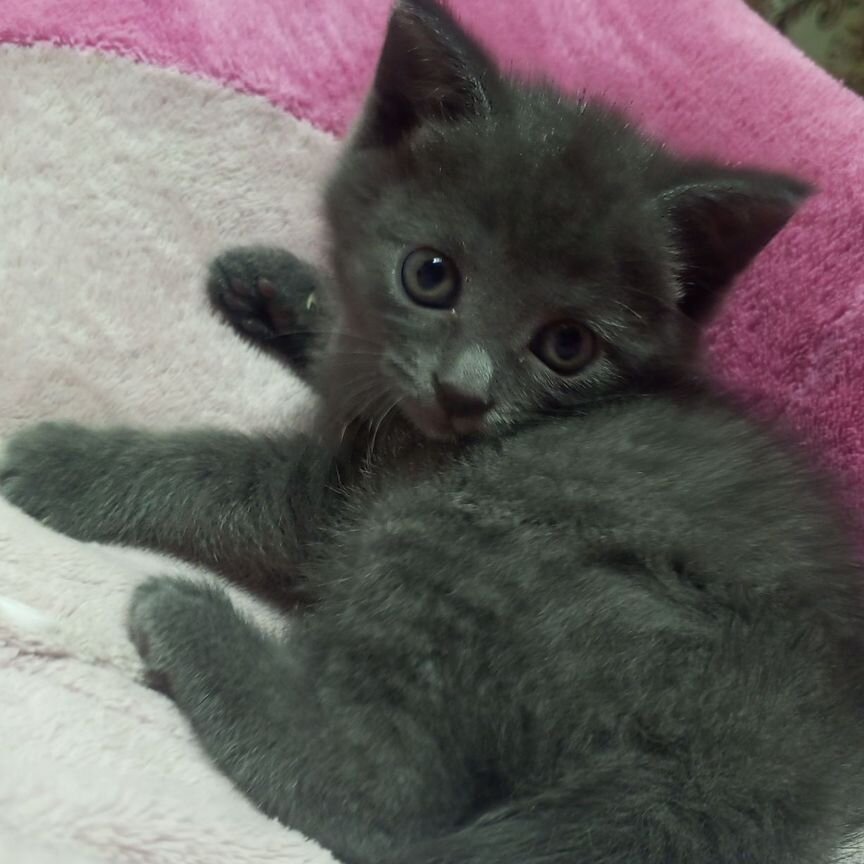 Котёнок в добрые руки