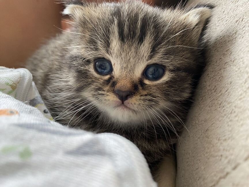 Шотландский котенок