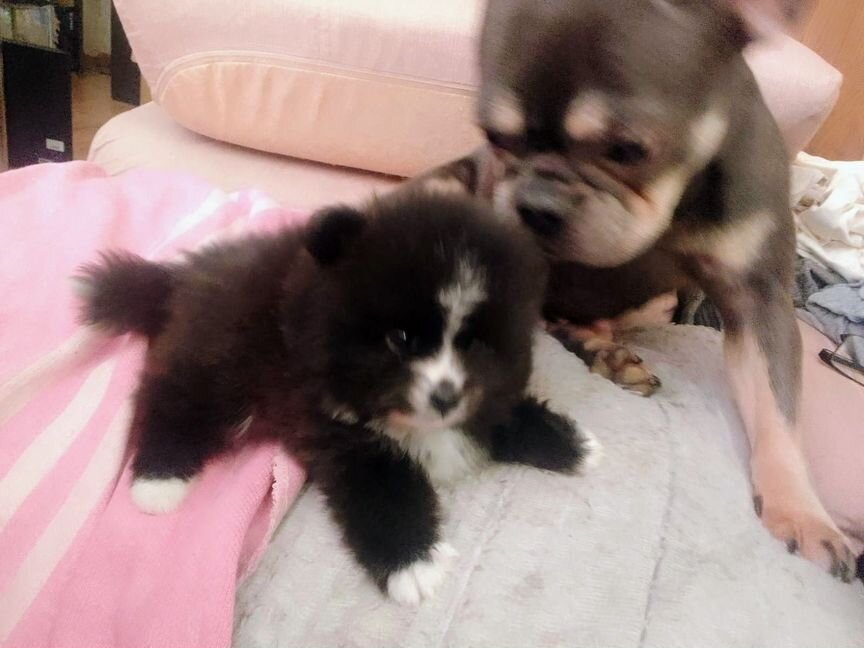 Померанский шпиц тип мишка мини