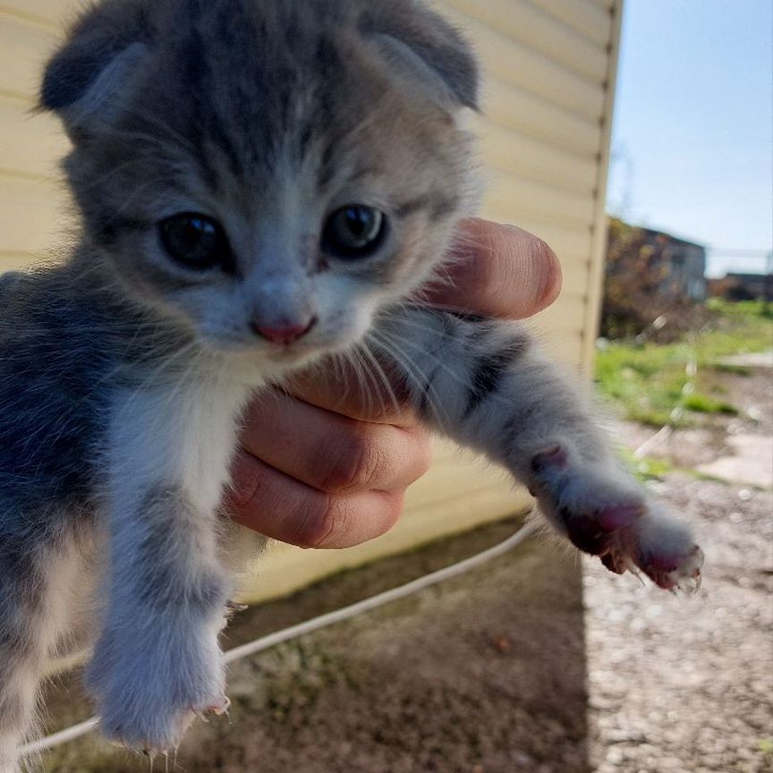 Котёнок вислоухий