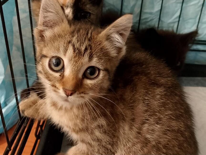 Спасенные малыши ищут домик