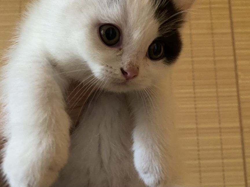 Счастье в добрые руки