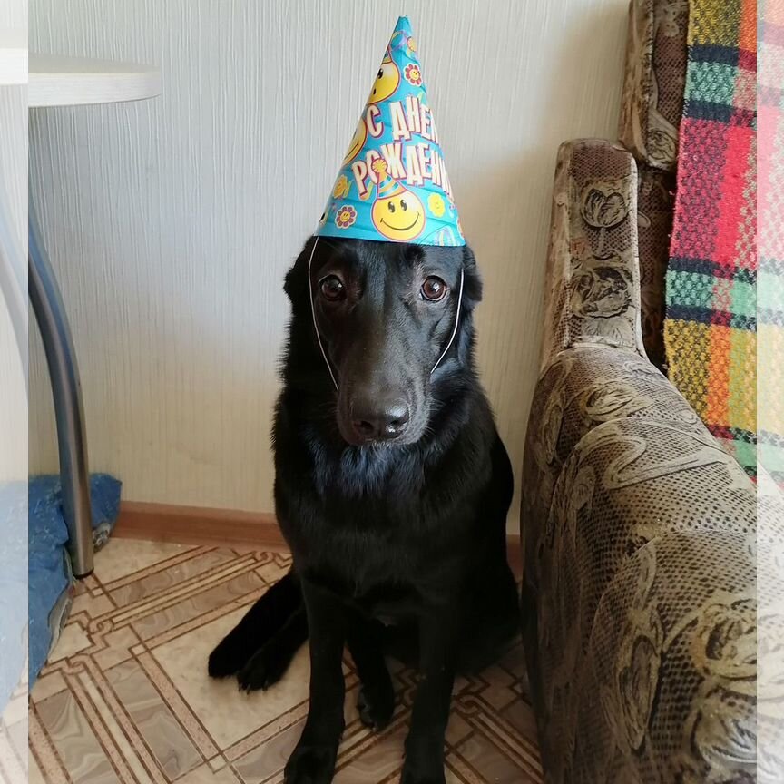 Взрослая собака в добрые руки