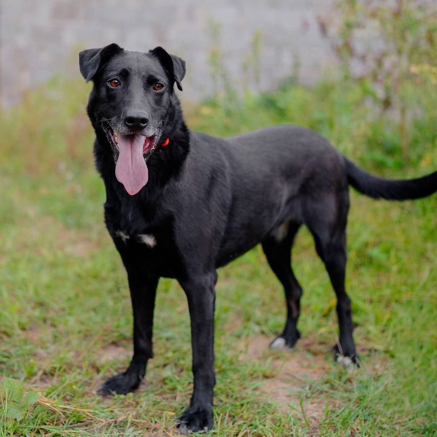 Собака в добрые руки