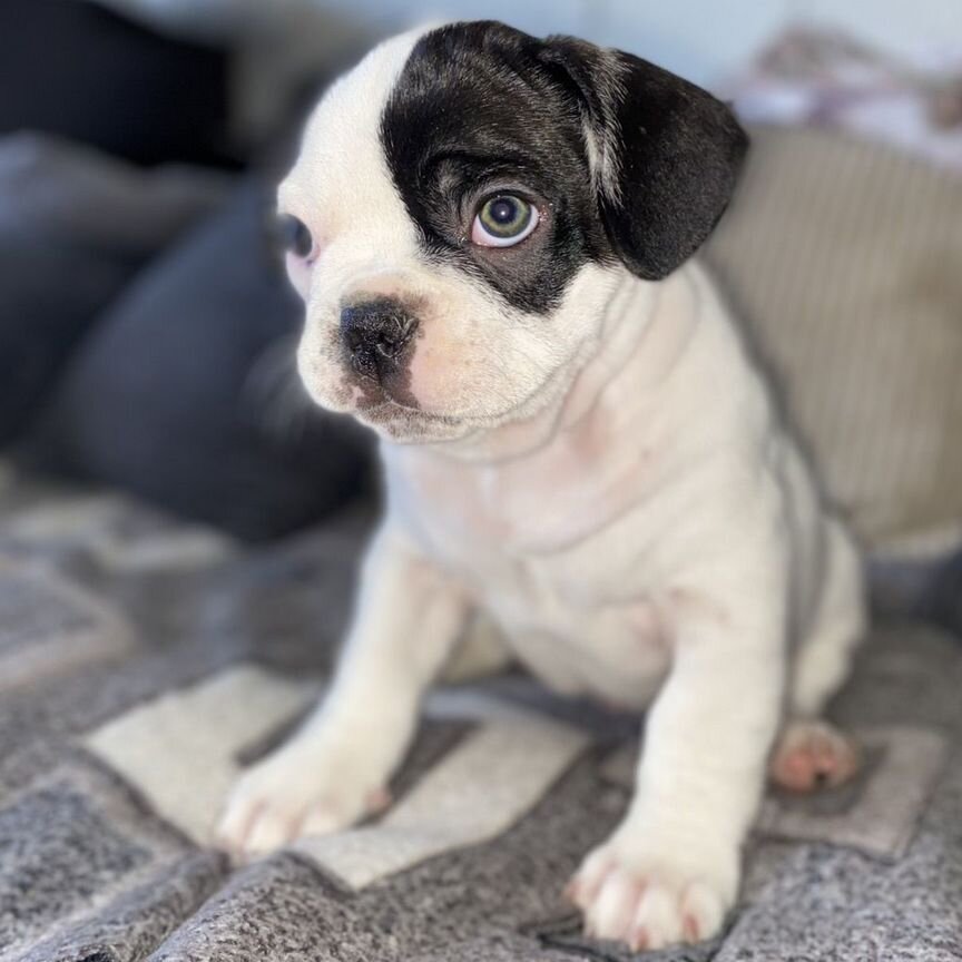 Щенки французкого бульдога