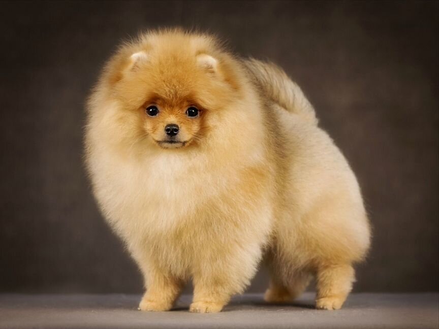 Померанский шпиц мини мальчик