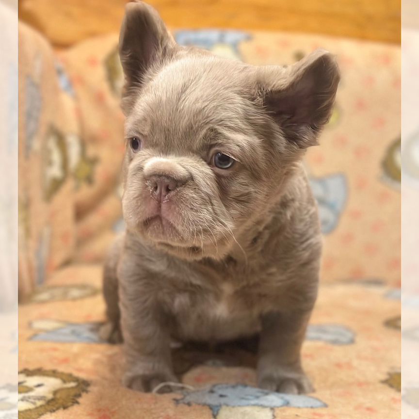 Французский бульдог, щенок