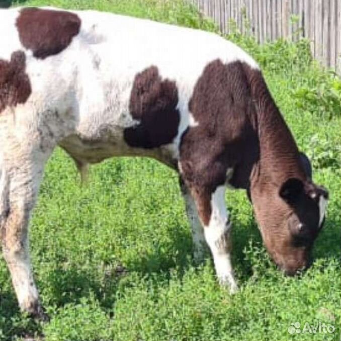 Бычки и телята