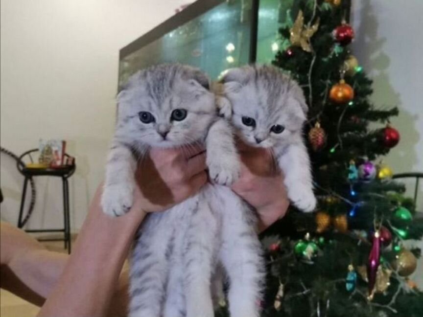 Котята Мальчики