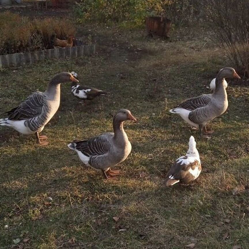 Крупные серые гуси