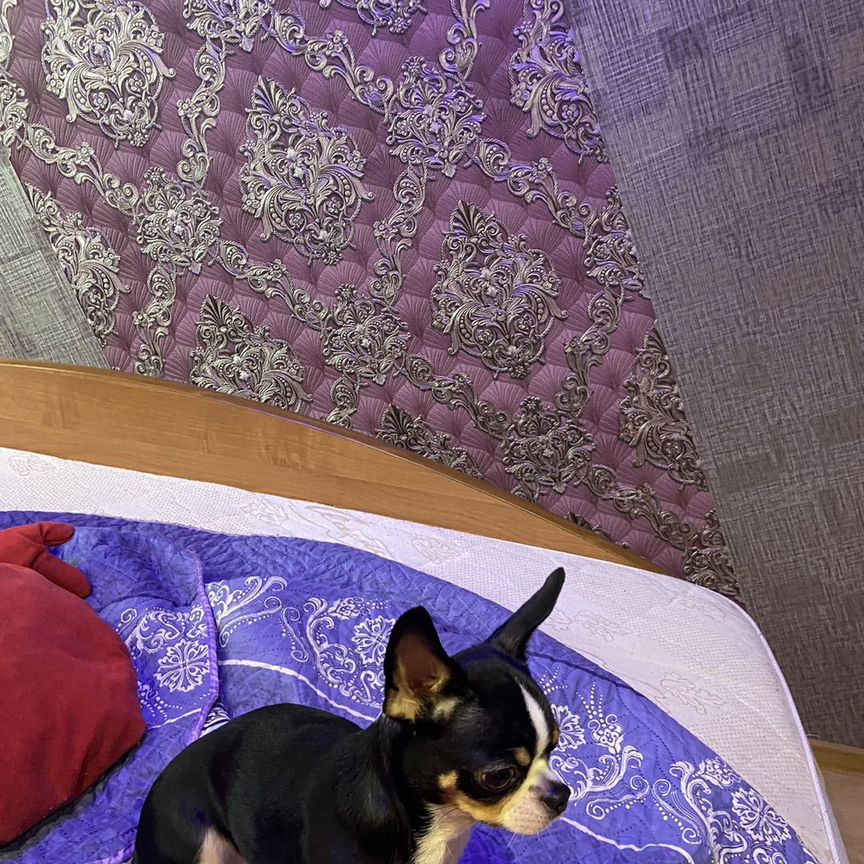 Чихуахуа девочка