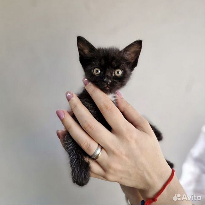 Нежная маленькая кошечка в добрые руки