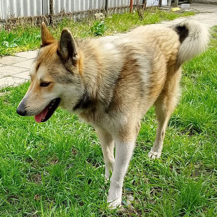 Лайка, взрослый пёс