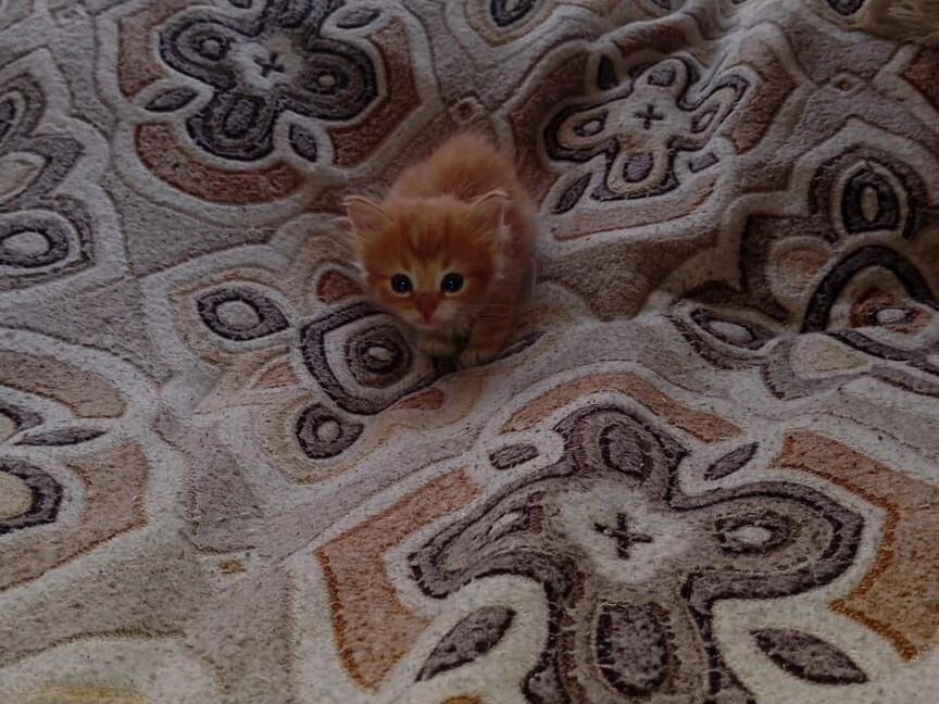 Рыжие котята котики котёночек кошки