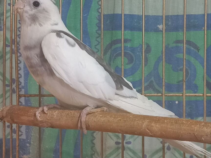 Птенец Кореллы 3.5мес