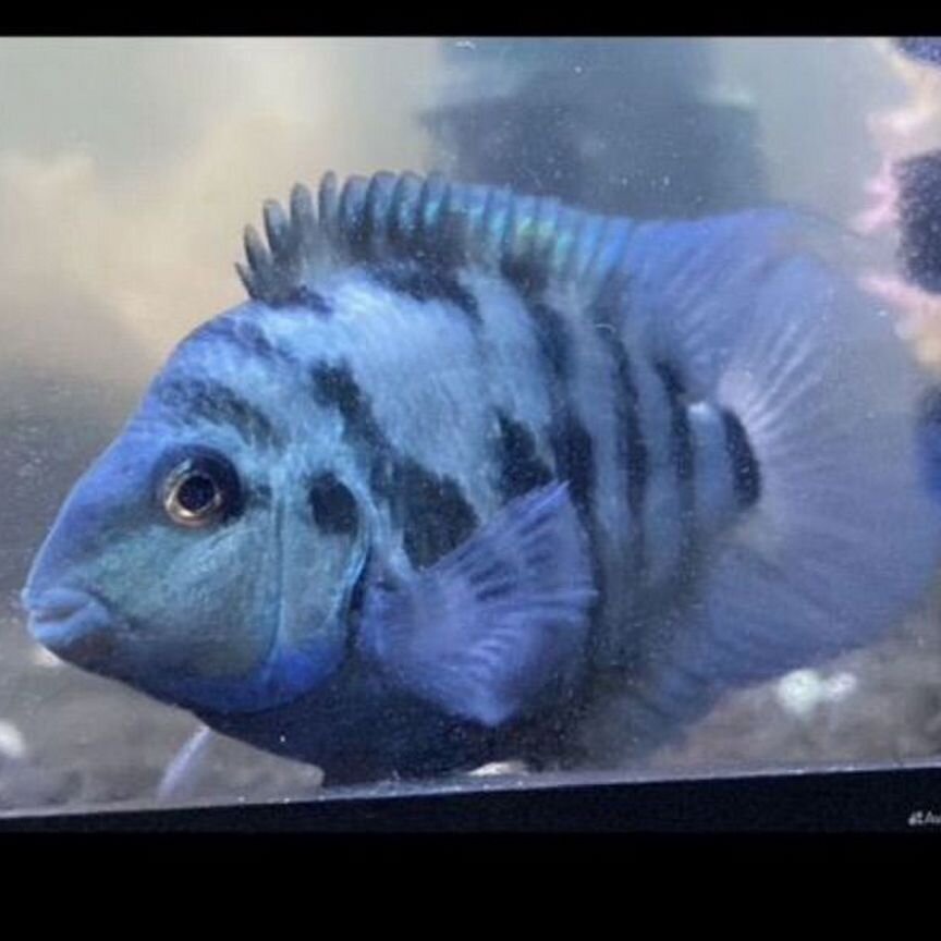 Рыбка сапфировый попугай