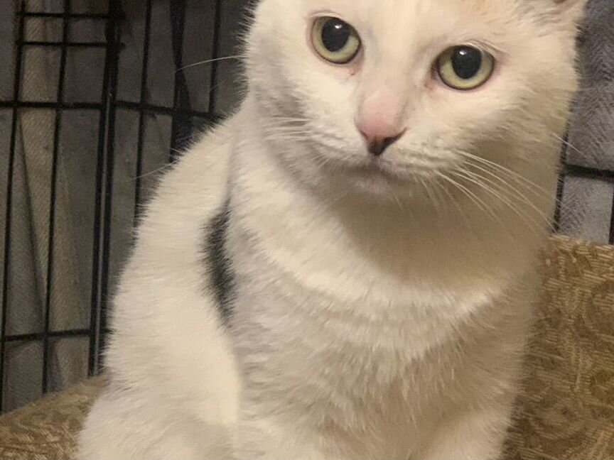 Кошка Леся из леса