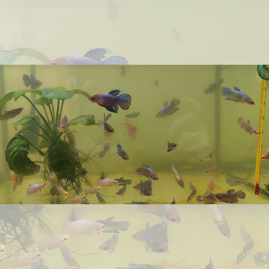 Аквариумные рыбки