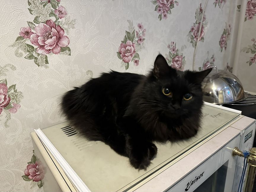 Котёнок Курильского боптейла в добрые руки