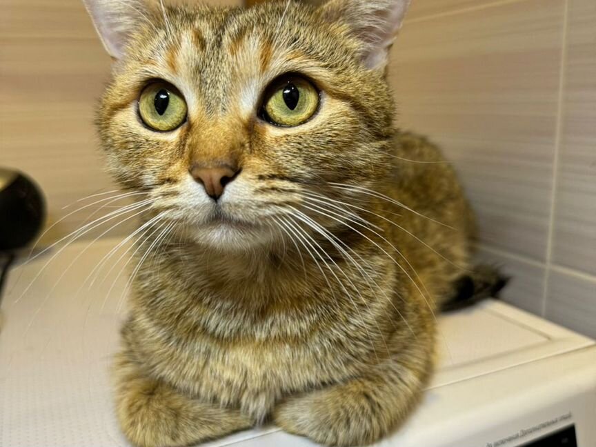 Мусеньке нужен дом