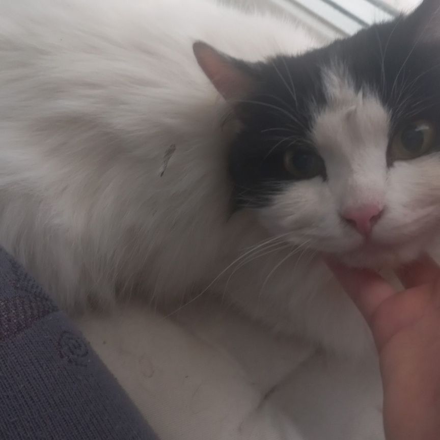 Продаются донские котята на