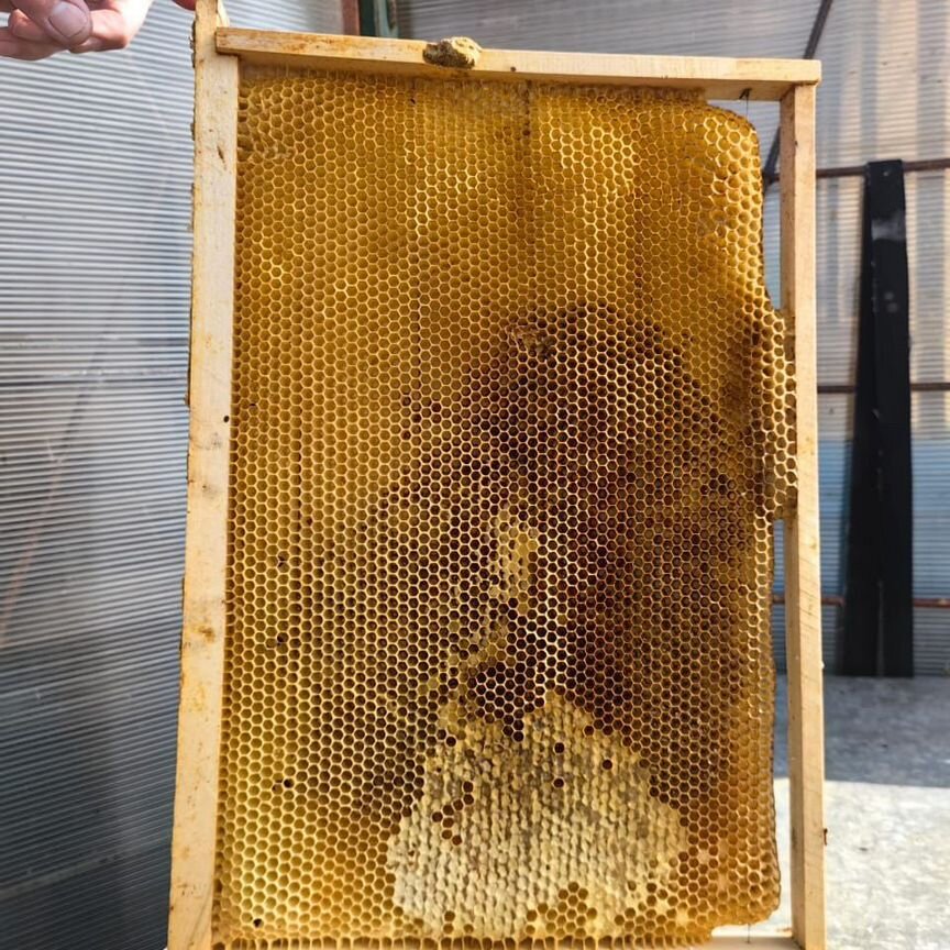 Пчелинные рамки с сушью