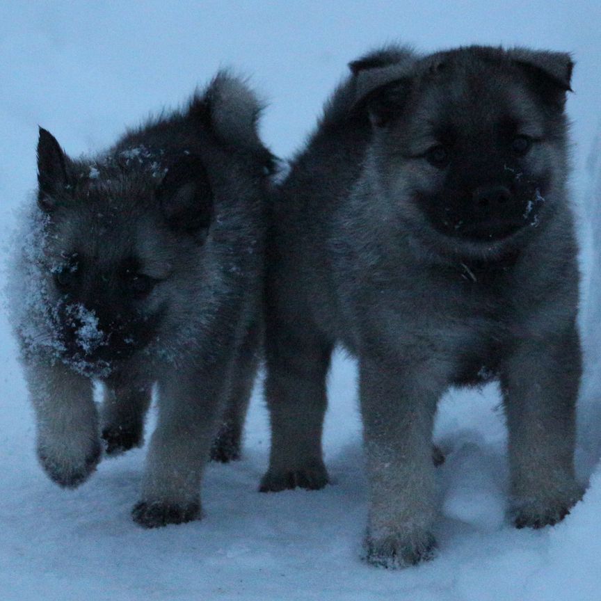 Норвежский элкхаунд, щенок