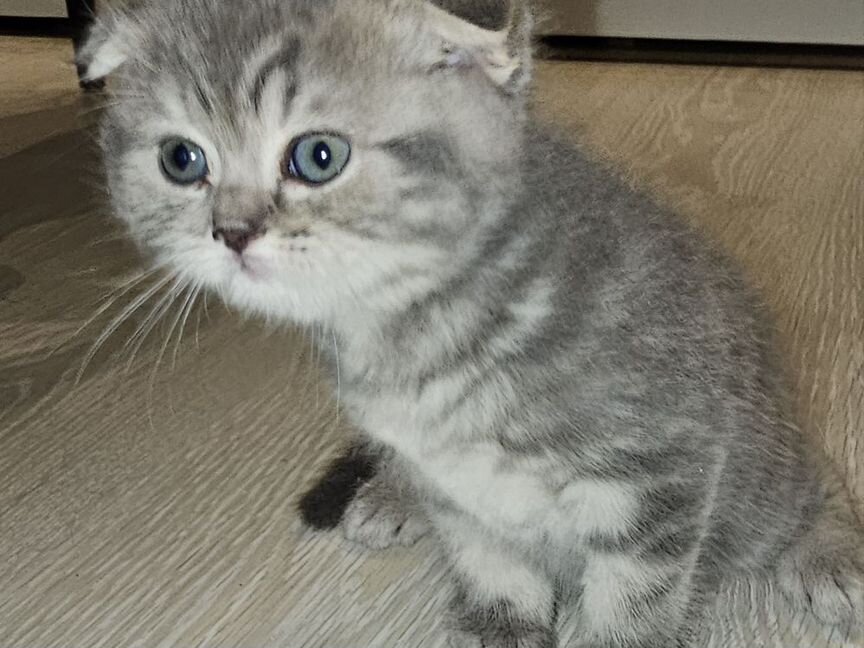 Камаз шотландец