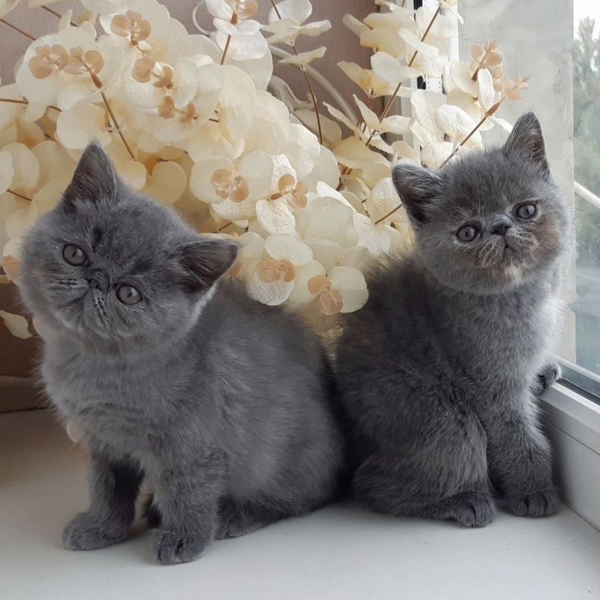 Котята экзоты