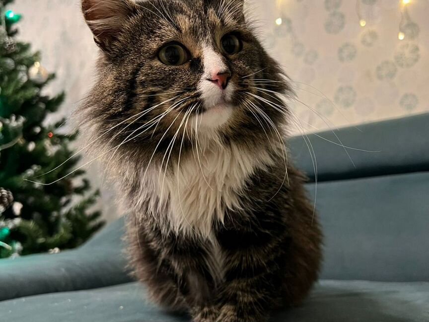 Необычный красоты котик)