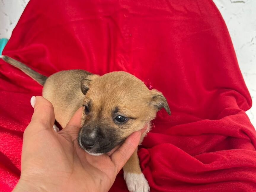 Девочка полтора месяца ищет дом