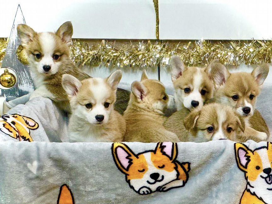 Вельш корги пемброк