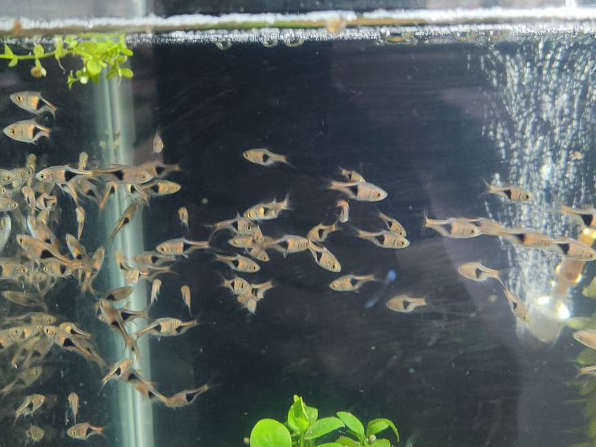 Расбора клинопятнистая