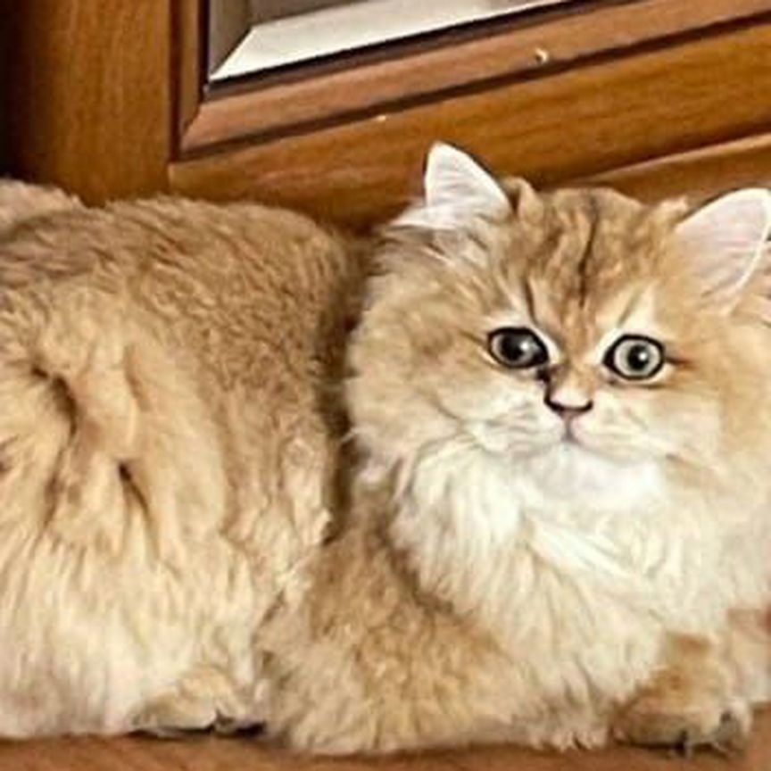 Кошка стерилизована 2 года