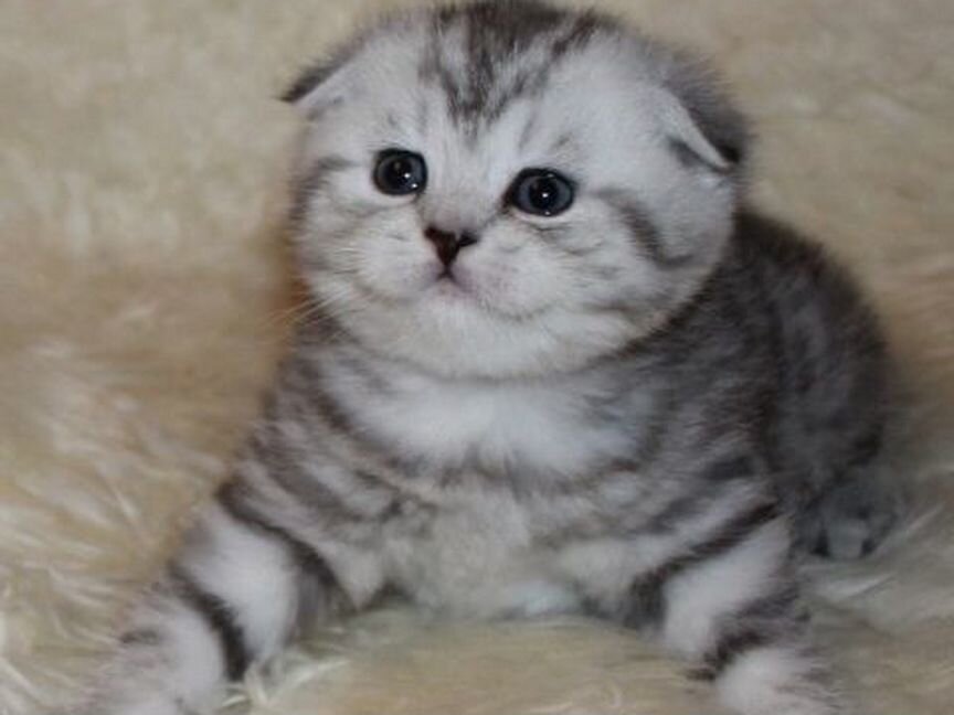 Черный мрамор котенок