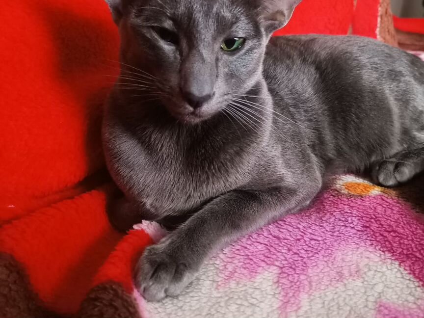 Ориентальная кошка